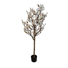Magnolia træer er årets musthave i boligen og de kan købes og bestilles ...